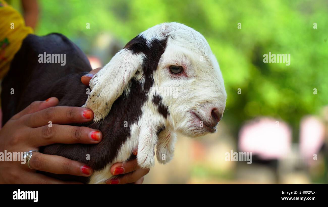 Newborn Goat baby sitting in the farm house with a sunny spring day ...