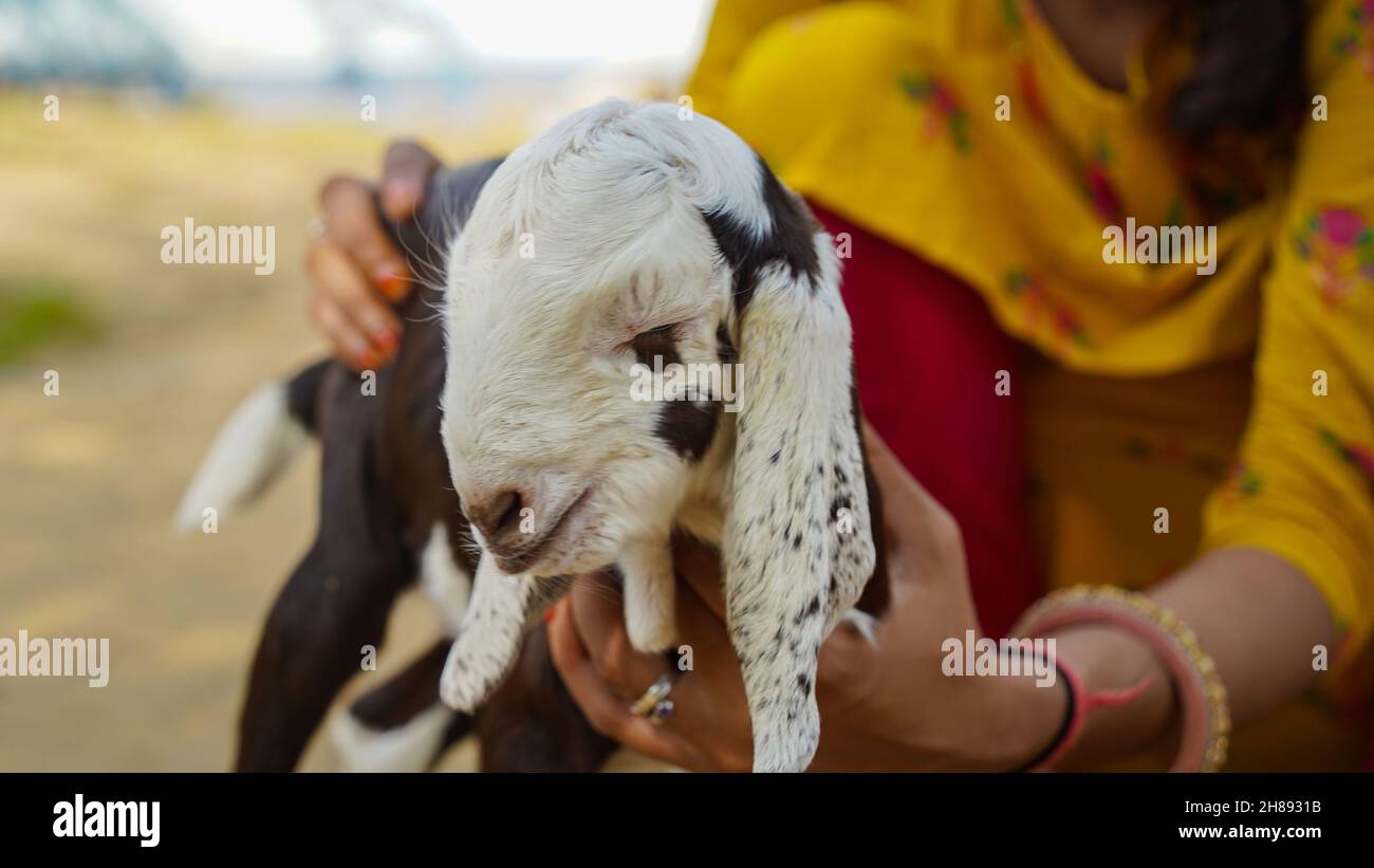 Portrait of a little goat kid standing in the animal farm. White and ...
