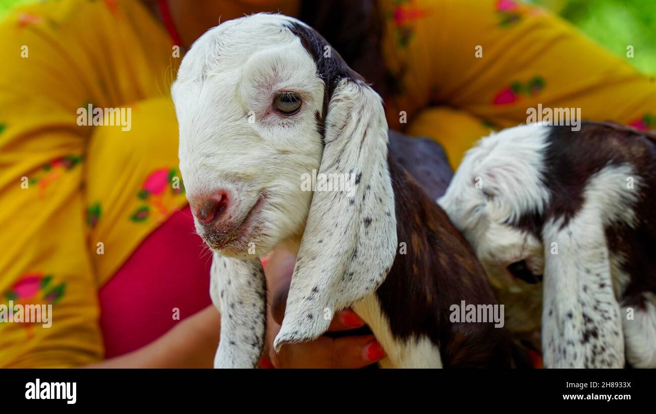 Newborn Indian Goat kid sitting in the green lawn. Cute white goat baby ...