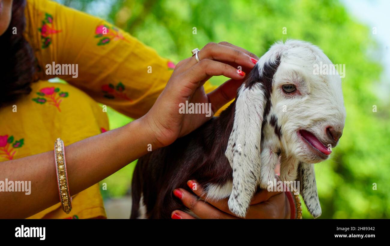 Portrait of a little goat kid standing in the animal farm. White and ...
