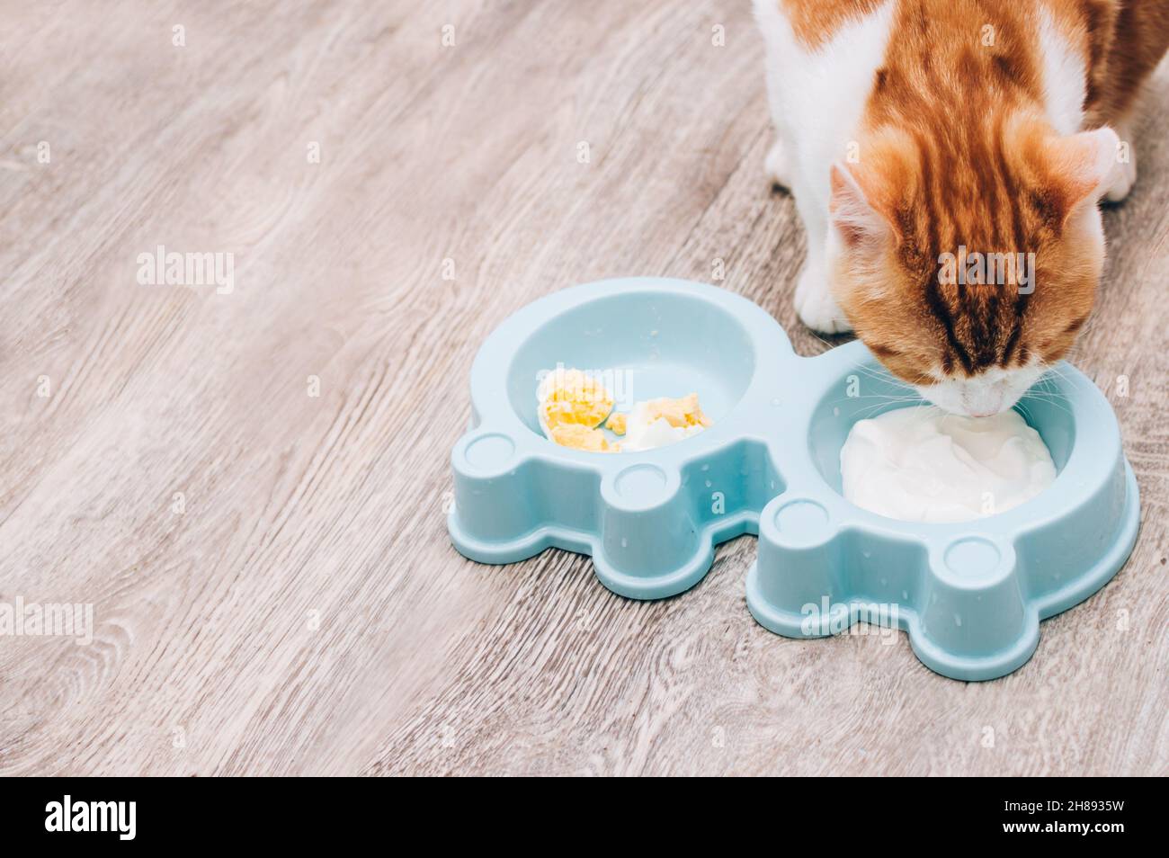 ginger cat is eating yogurt from his bowl. Natural cat food concept ...