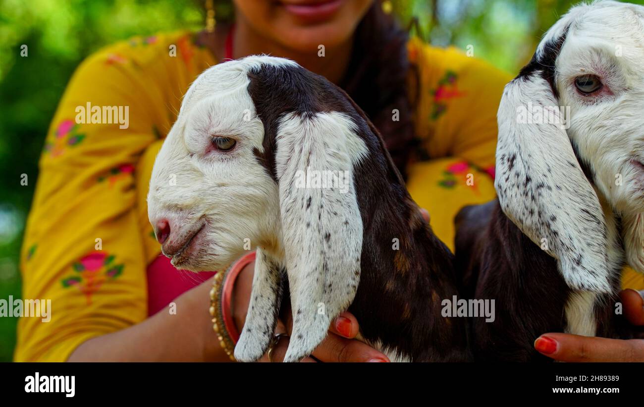 Newborn Goat baby sitting in the farm house with a sunny spring day ...