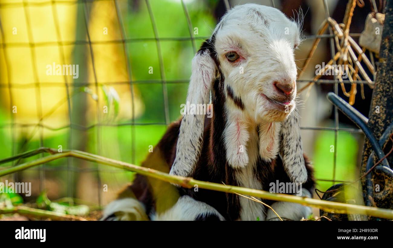 Newborn Goat baby playing in the farm house with a sunny spring day ...