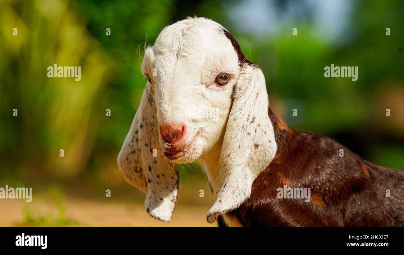 Newborn Indian Goat kid sitting in the green lawn. Cute white goat baby ...