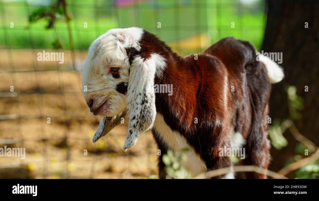 Beetal Goat Baby