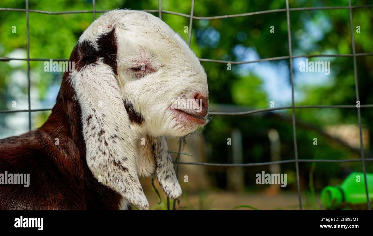 Newborn Goat baby playing in the farm house with a sunny spring day ...