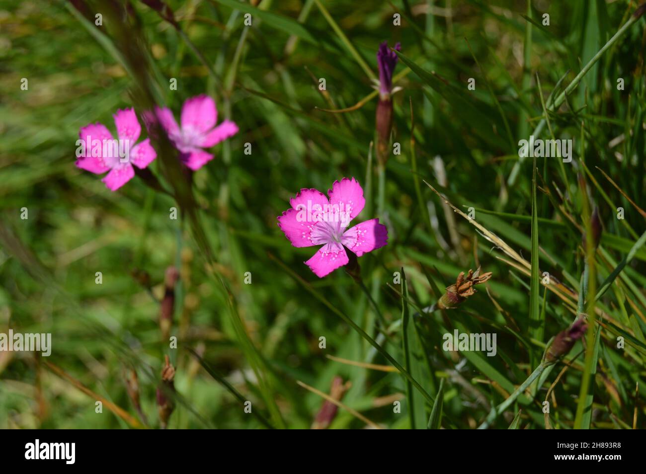 Flower flora on Bosnian mountain Stock Photo - Alamy