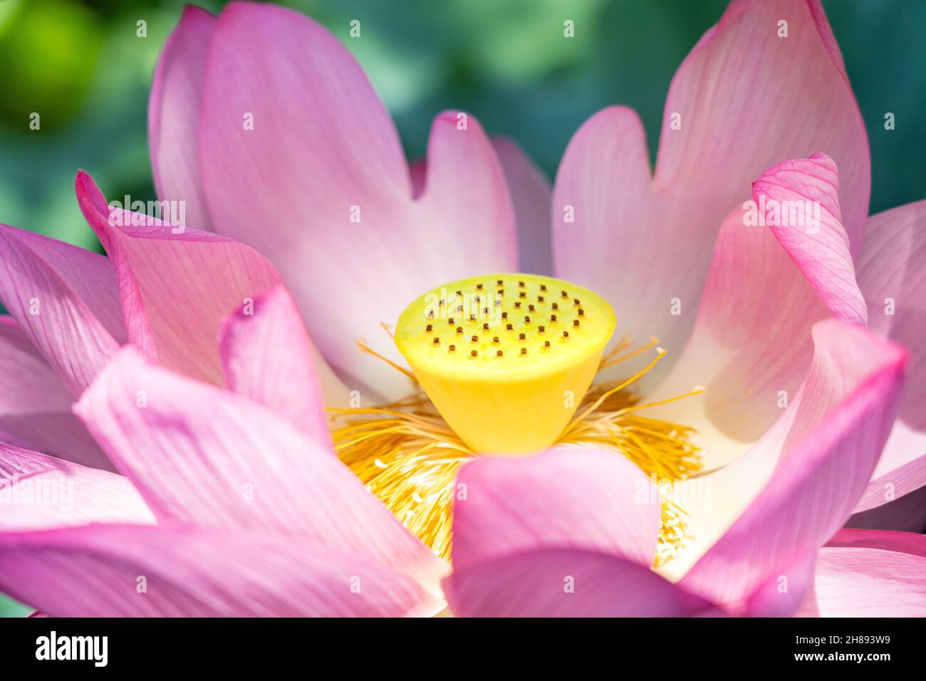 Blooming sacred lotus plant with the carpellary receptacle exposed at ...