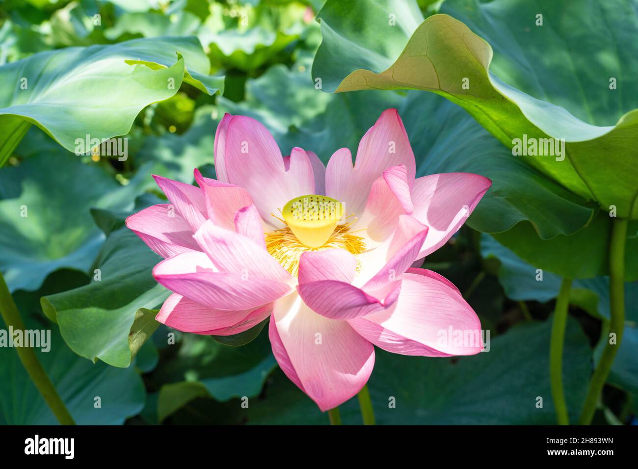 Blooming sacred lotus plant with the carpellary receptacle exposed at ...