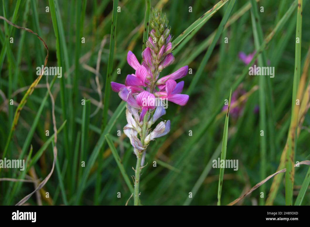 Flower flora on Bosnian mountain Stock Photo - Alamy