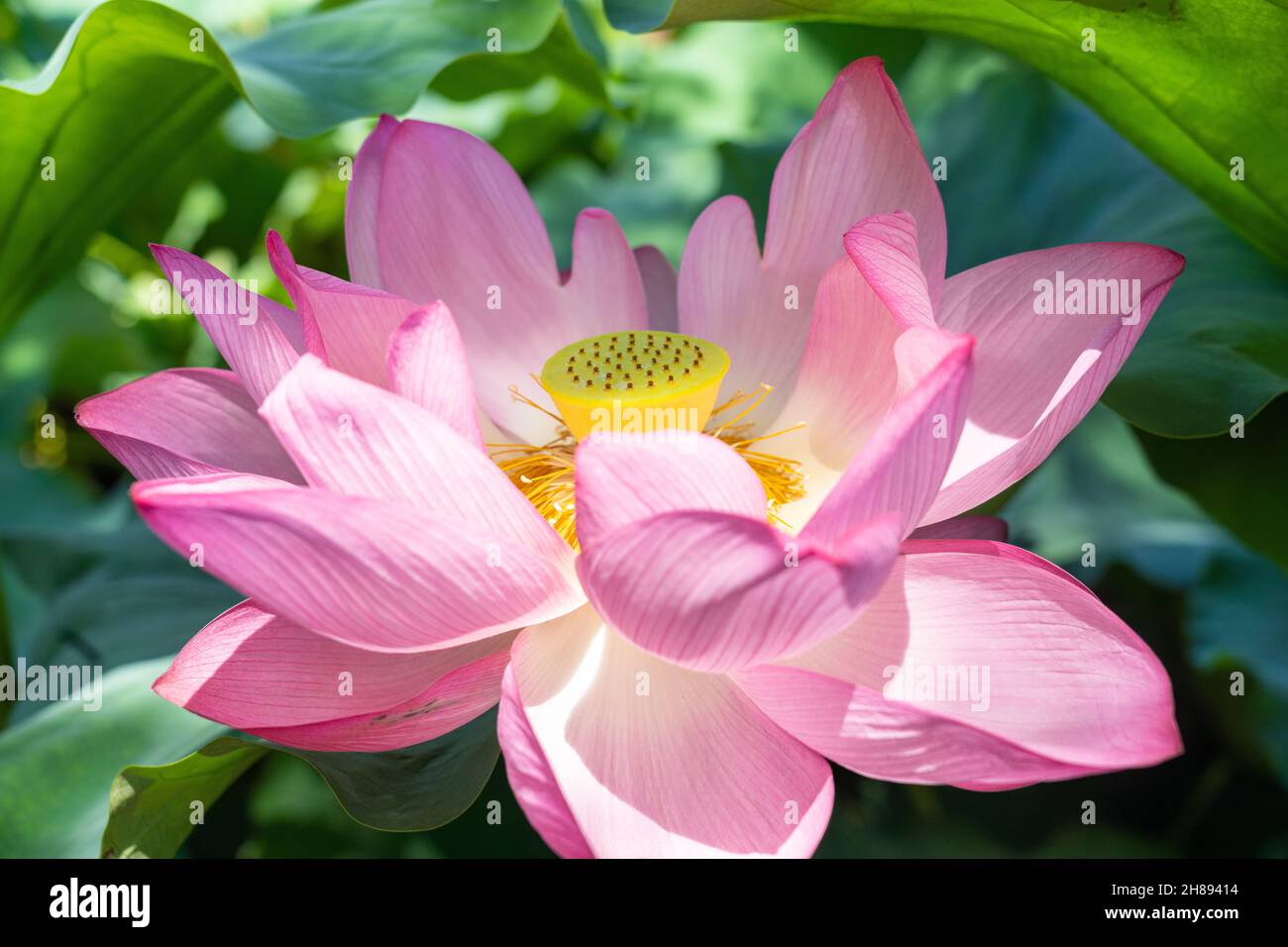 Blooming sacred lotus plant with the carpellary receptacle exposed at ...