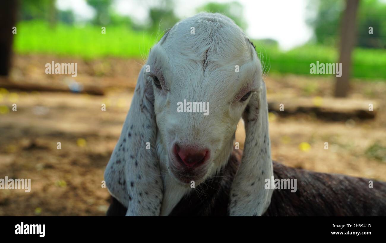 Newborn Indian Goat kid sitting in the green lawn. Cute white goat baby ...