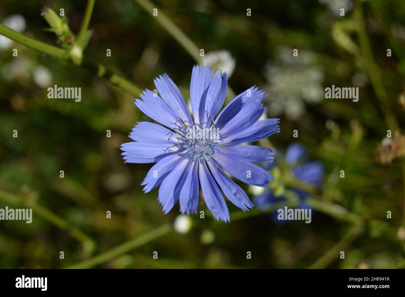 Flower flora on Bosnian mountain Stock Photo - Alamy