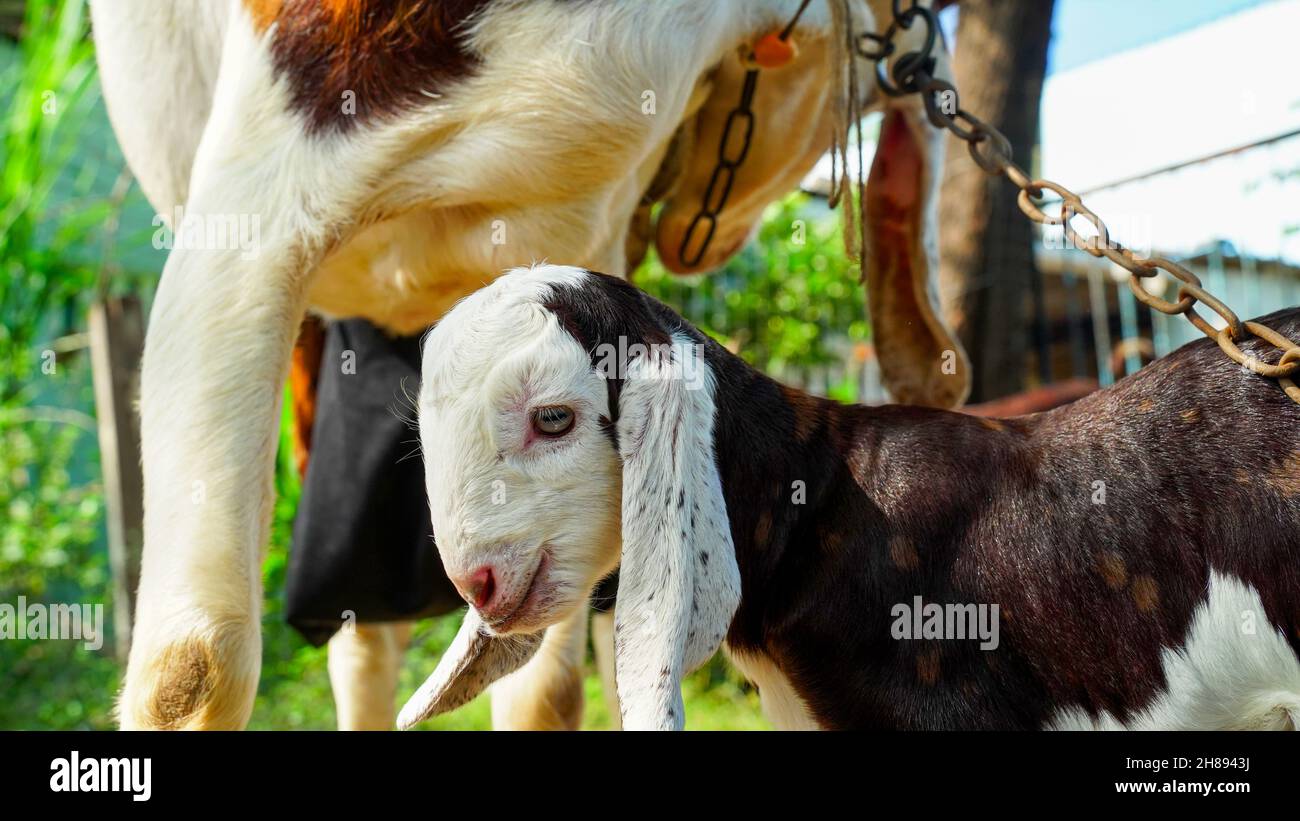 Newborn Indian Goat kid sitting in the green lawn. Cute white goat baby ...