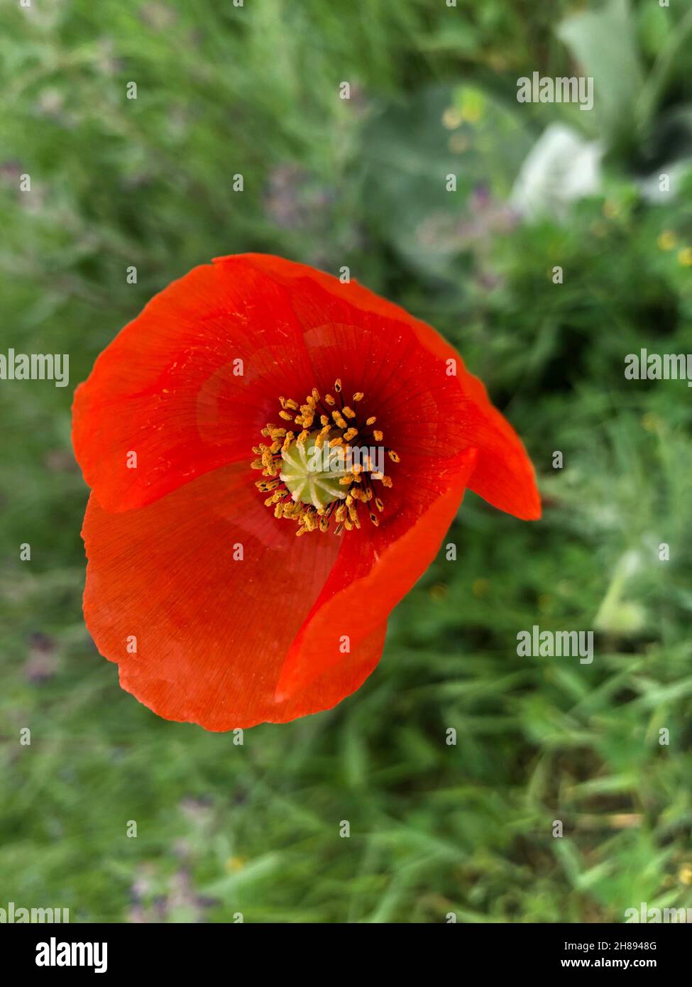 Flower flora on Bosnian mountain Stock Photo - Alamy