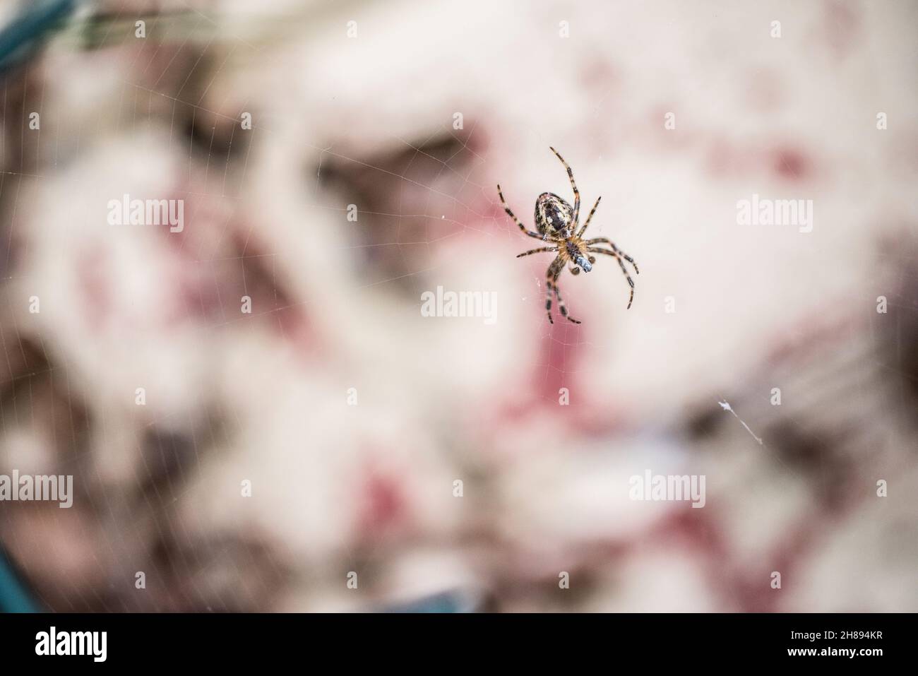 Field spider hi-res stock photography and images - Alamy