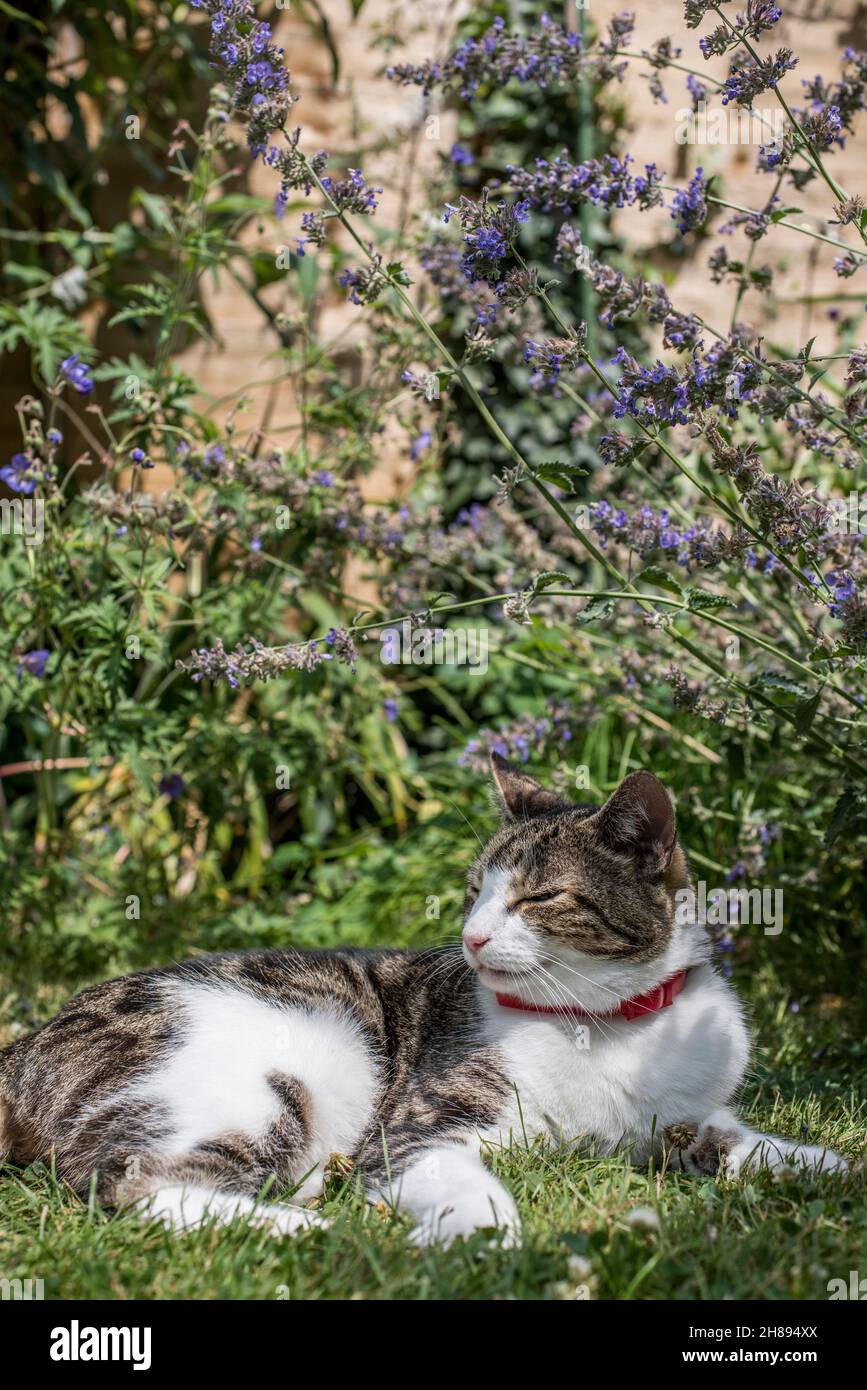 Cat time not clock not lion not tiger hi-res stock photography and ...