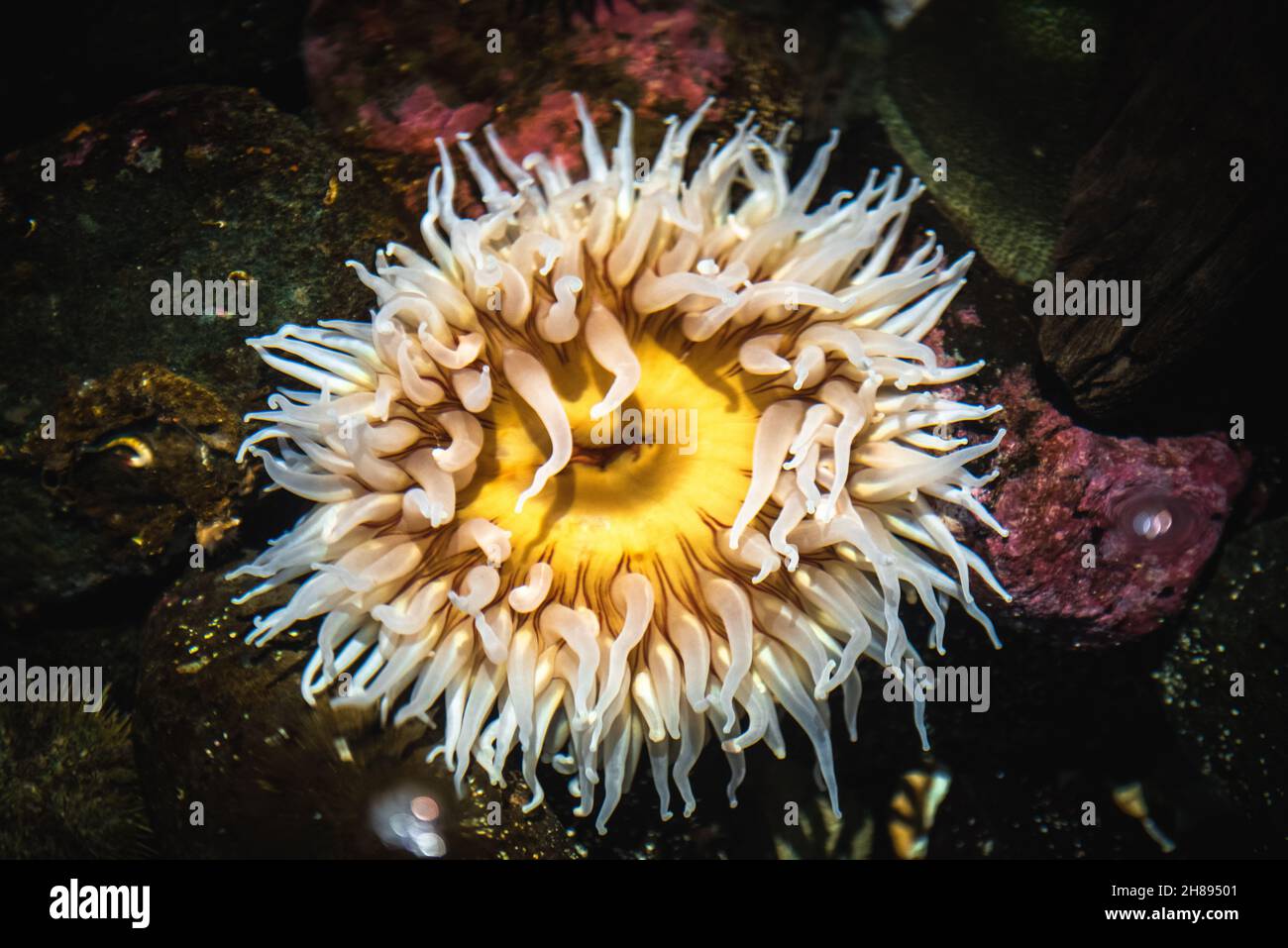 Mouth and tentacles of a sea anemone Stock Photo - Alamy