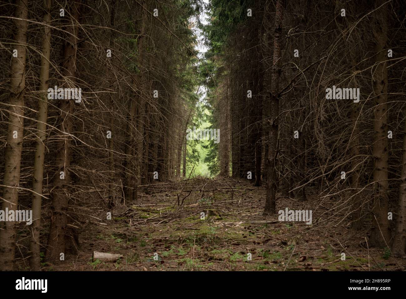 A forest aisle in the Mintarder Berg forest, Ratingen-Hoesel, North ...