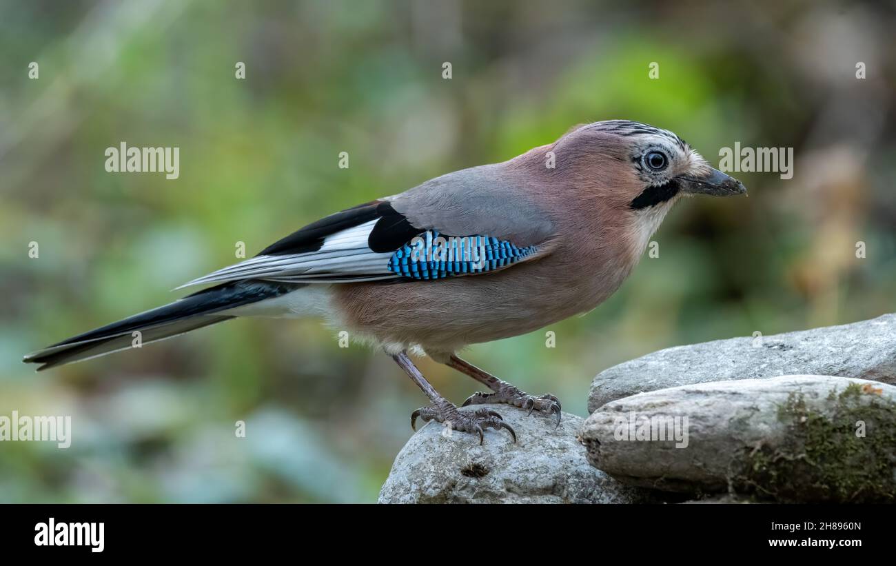 eichelhäher, bird, natur, wild lebende tiere, tier, spatz, schnabel ...