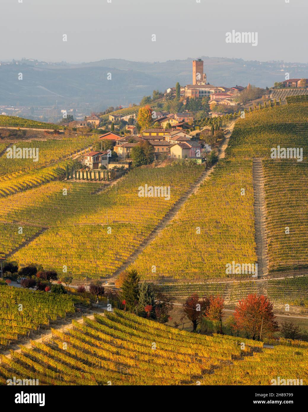 Beautiful hills and vineyards during fall season surrounding Barbaresco ...