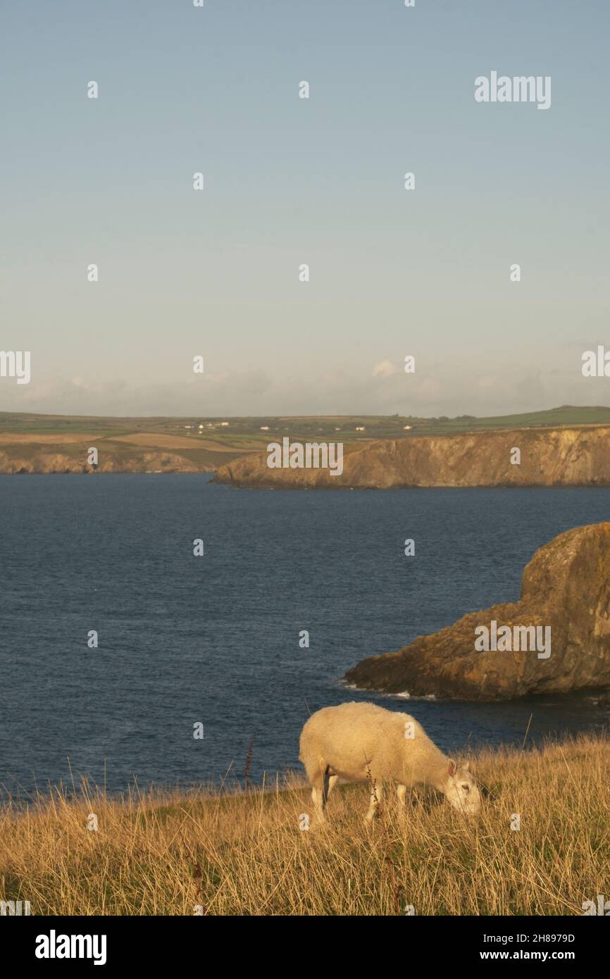 Lone sheep feeding on headland Stock Photo - Alamy