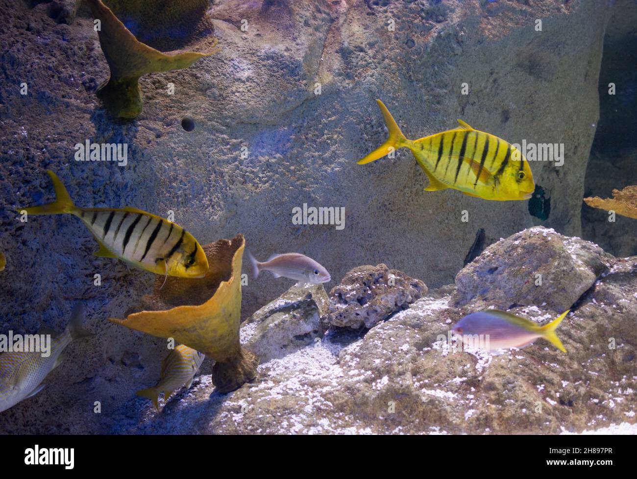 A beautiful underwater scene of small fish and rocks Stock Photo - Alamy