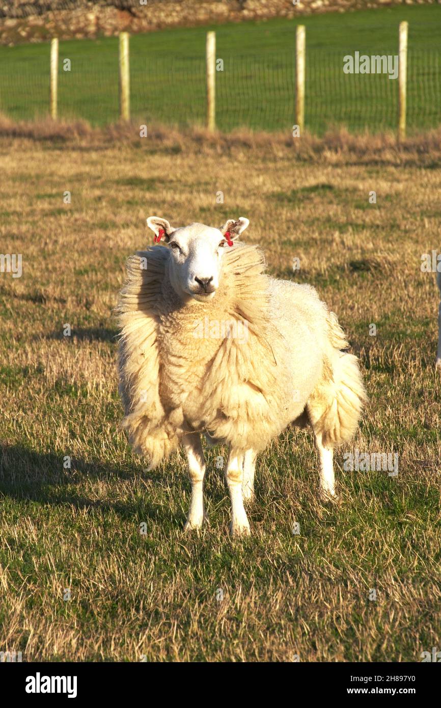 Sheep with mane hi-res stock photography and images - Alamy
