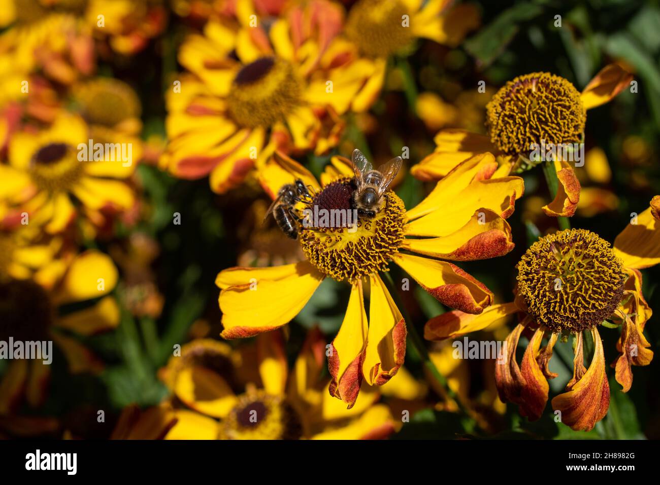 Bees on yellow flowers Stock Photo - Alamy