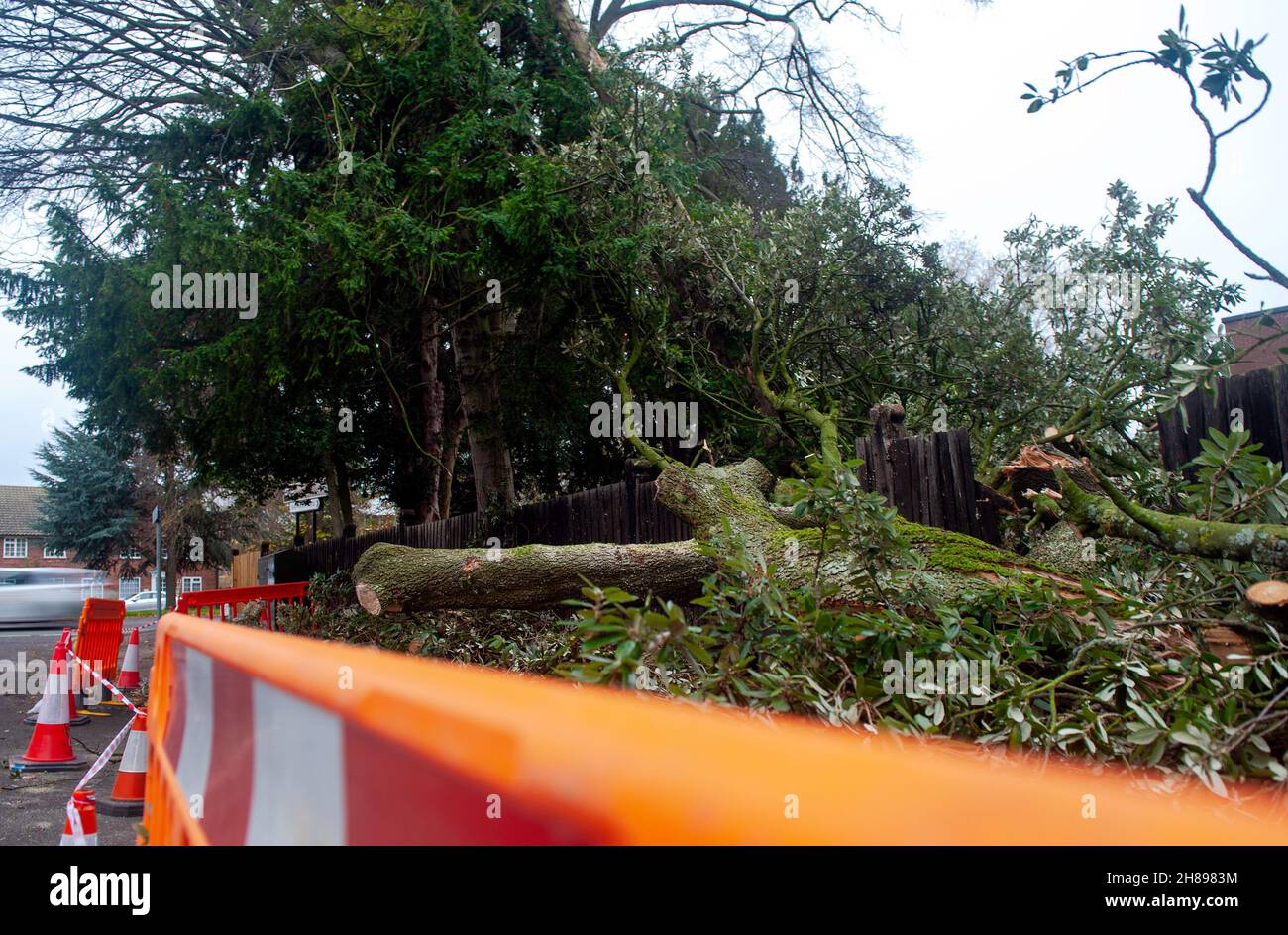 Aftermath of Storm Arwen sees trees felled. Large tree blown over and ...