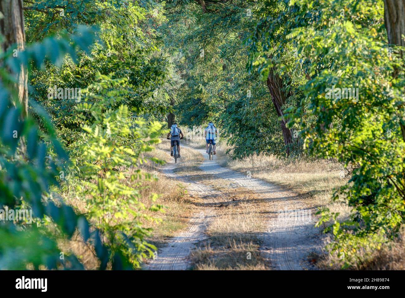 Cyclists on a winding path in nature Stock Photo - Alamy
