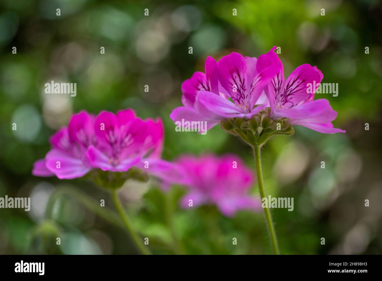 Sweet scented geranium Stock Photo - Alamy