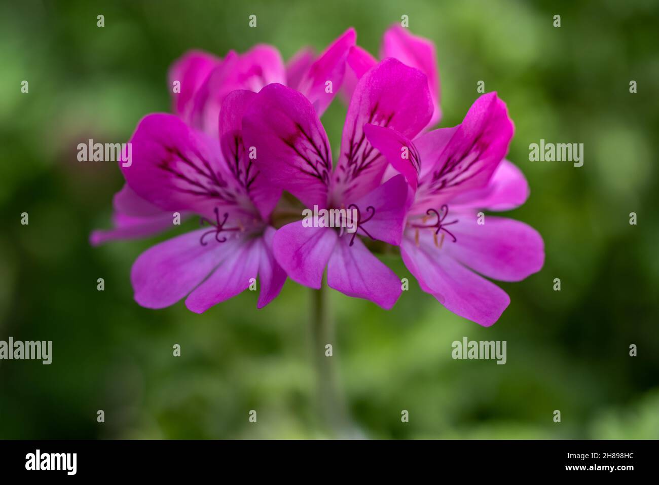 Sweet scented geranium Stock Photo - Alamy