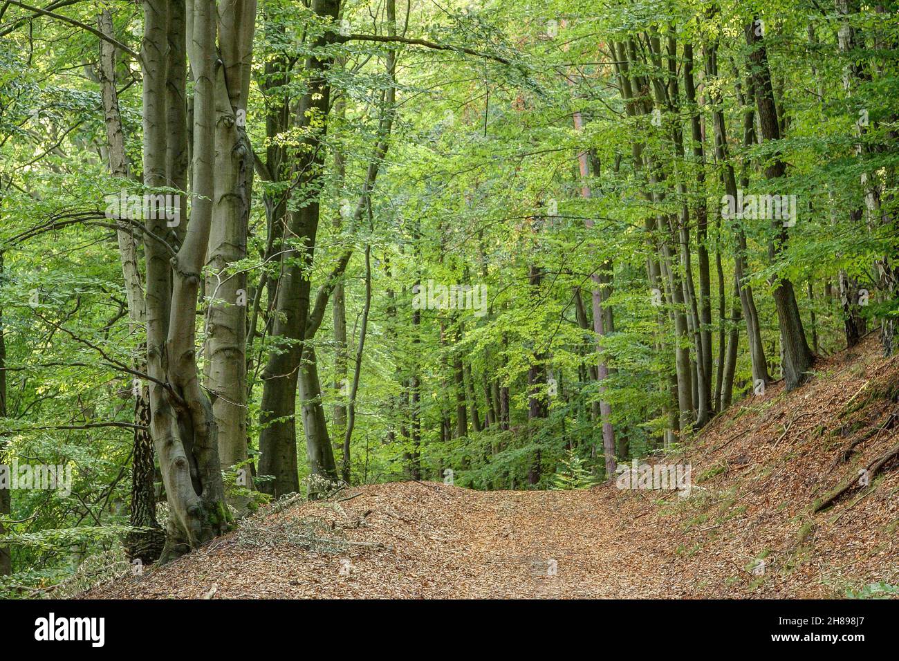 Romantic forest path through dense mixed forests, whose foliage shines ...