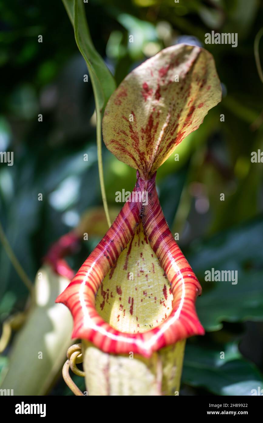 Trumpet pitcher plants hi-res stock photography and images - Alamy