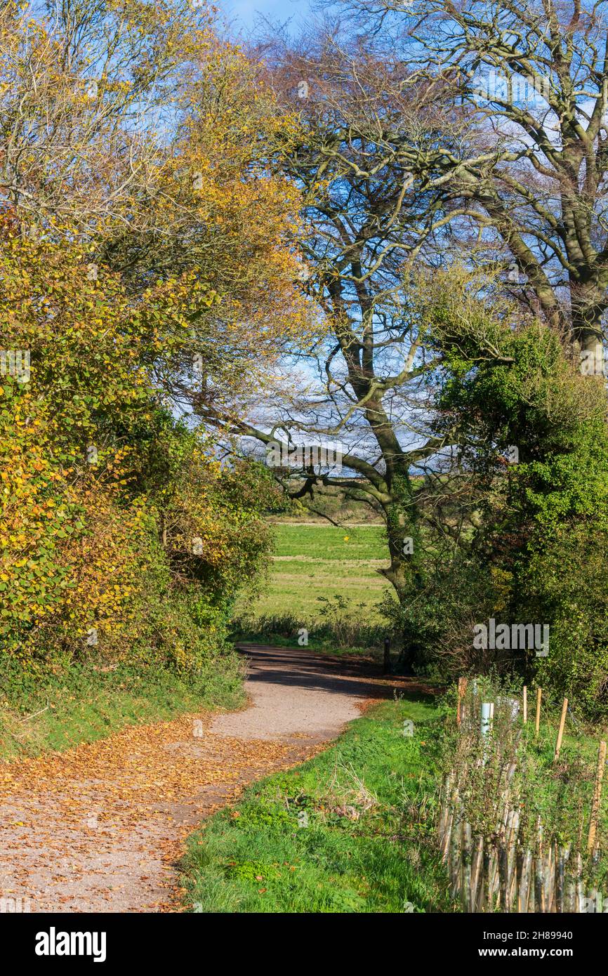 Countryside Pathway leading to Kingley Vale Nature Reserve, West Sussex ...