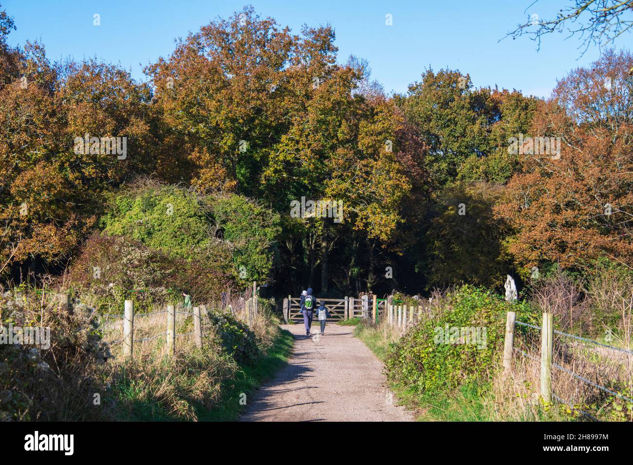 A family walk towards the woods at Kingley Vale Nature Reserve, West ...