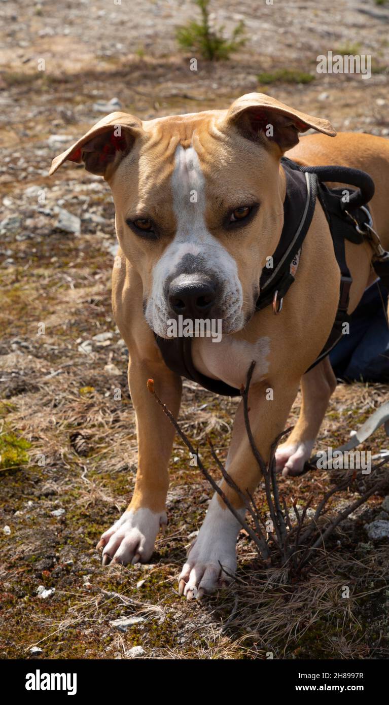 Friendly pit bull hi-res stock photography and images - Alamy