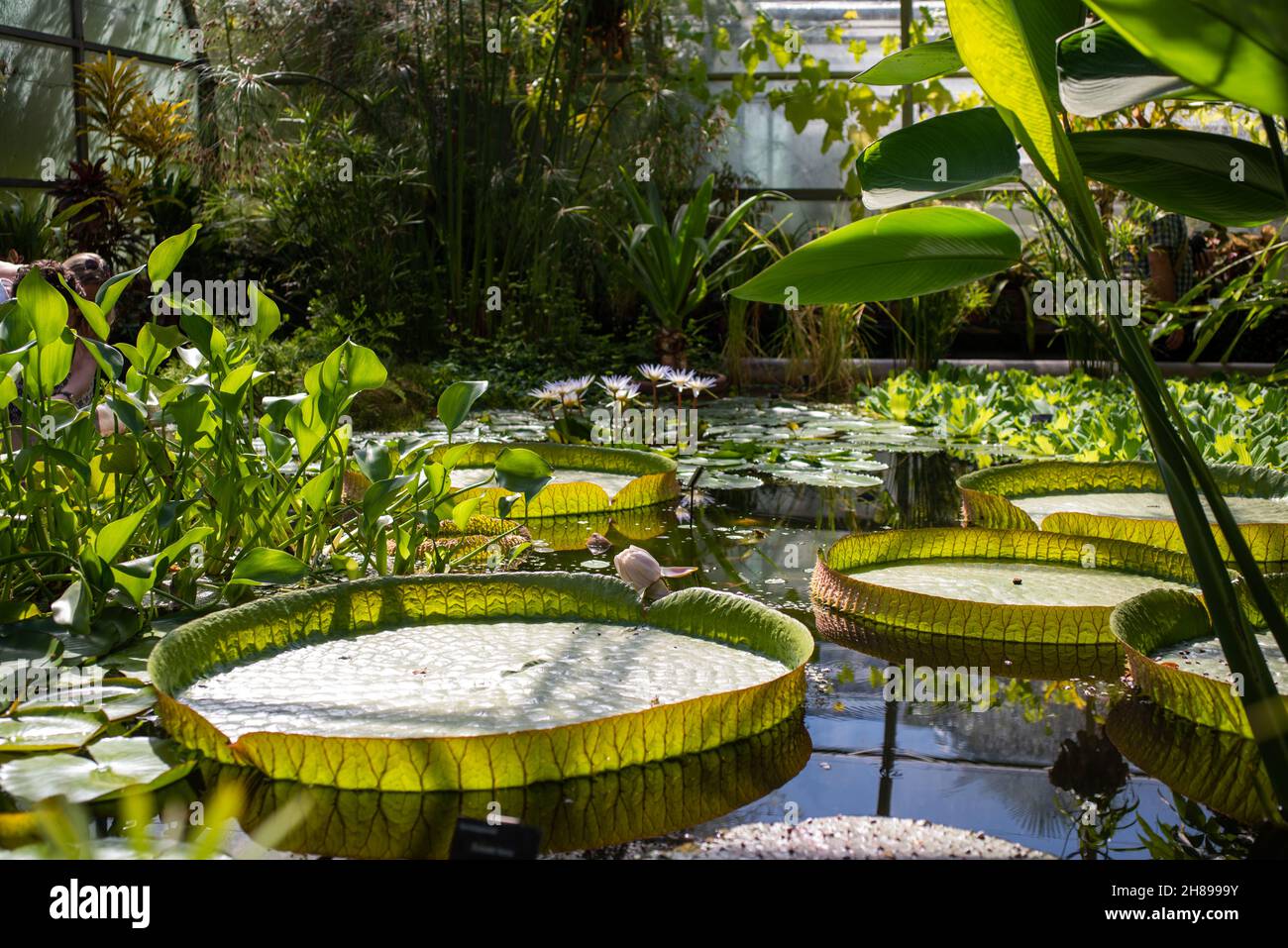 Giant lilypad hi-res stock photography and images - Alamy
