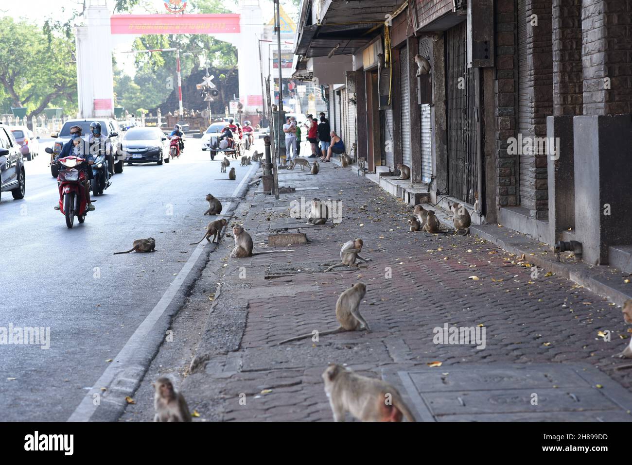 Opposite monkeys hi-res stock photography and images - Alamy