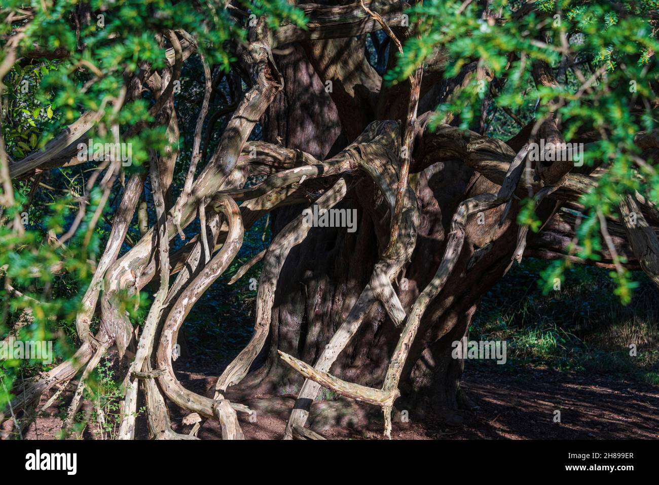 The tangled branches of an ancient Yew Tree at Kingley Vale Nature ...