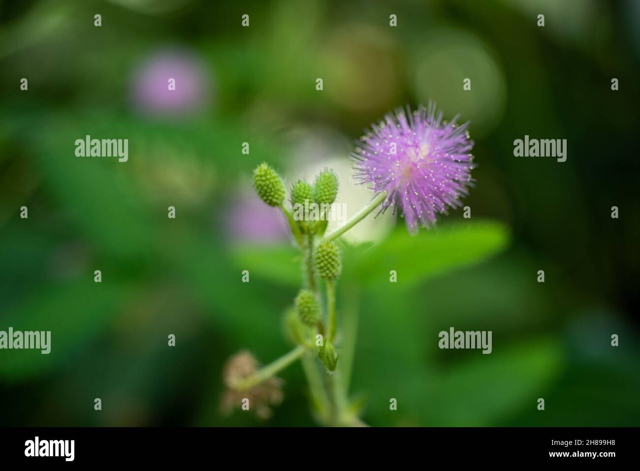 Touch Me Not Stock Photo - Alamy