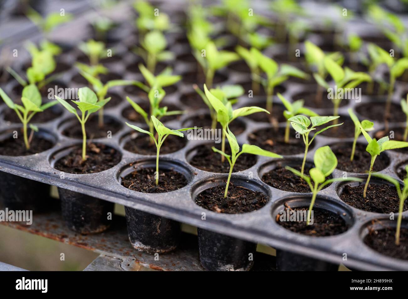 Planting chilli seedling garden hi-res stock photography and images - Alamy