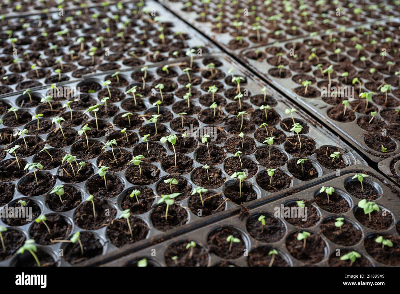 Planting young vegetable plant seedling in nursery plastic tray Stock ...