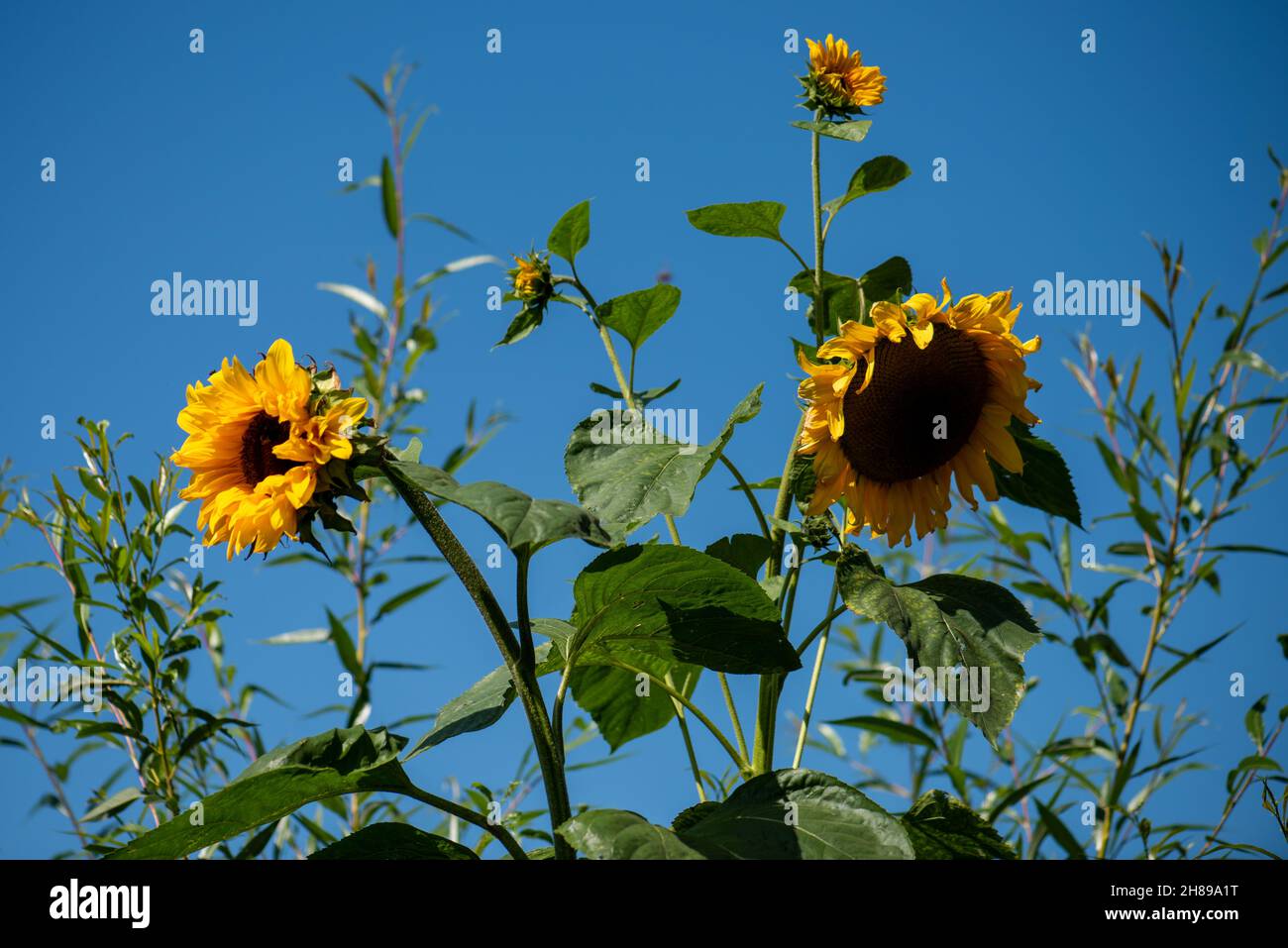 Three Old Sunflowers Stock Photo - Alamy