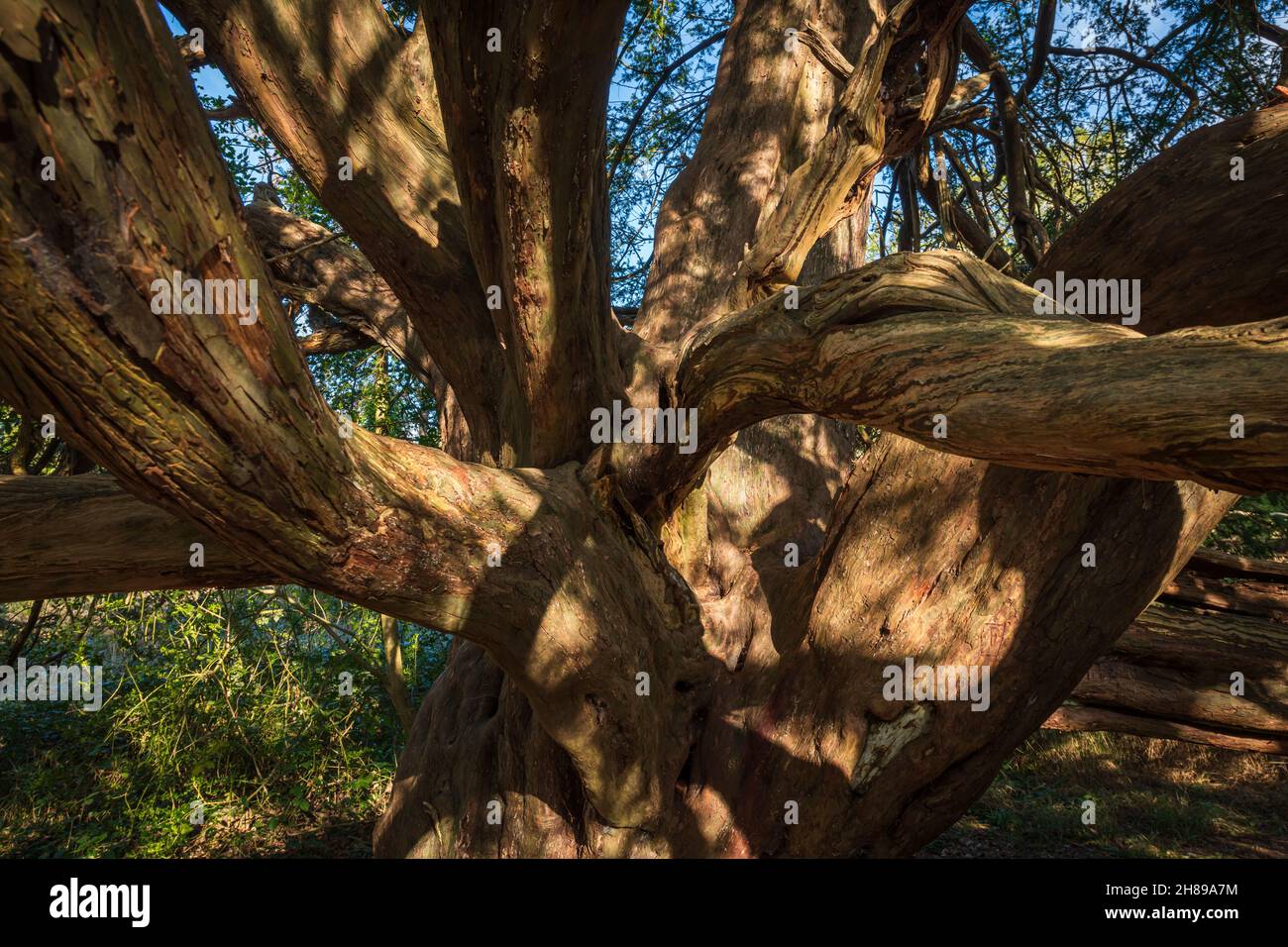 The sprawling branches of Yew Trees in Kingley Vale Nature reserve ...