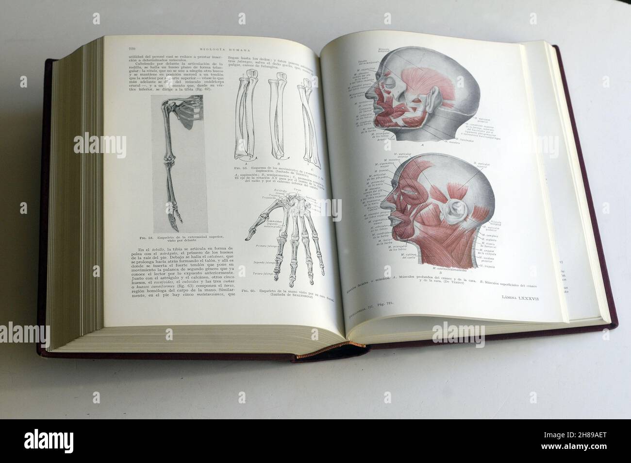 Hand bones hi-res stock photography and images - Alamy