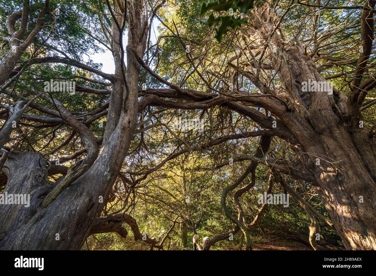 The sprawling branches of Yew Trees in Kingley Vale Nature reserve ...