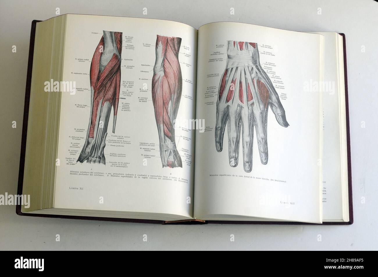 human biology book. muscles of the arm and hamd, human body muscles ...