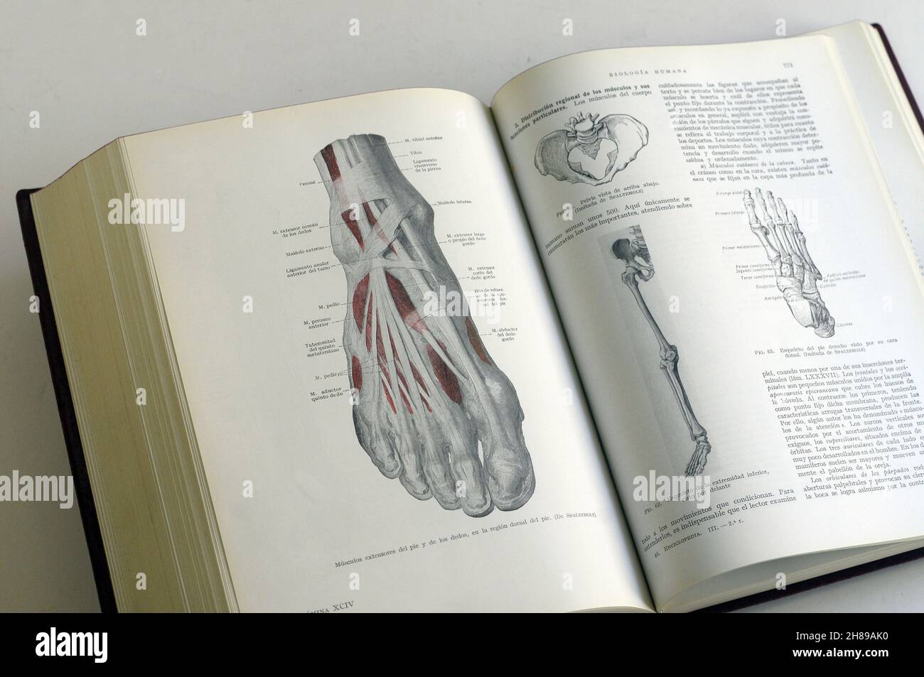 human biology, foot bones, foot muscles,pelvic bones, leg bones Stock ...